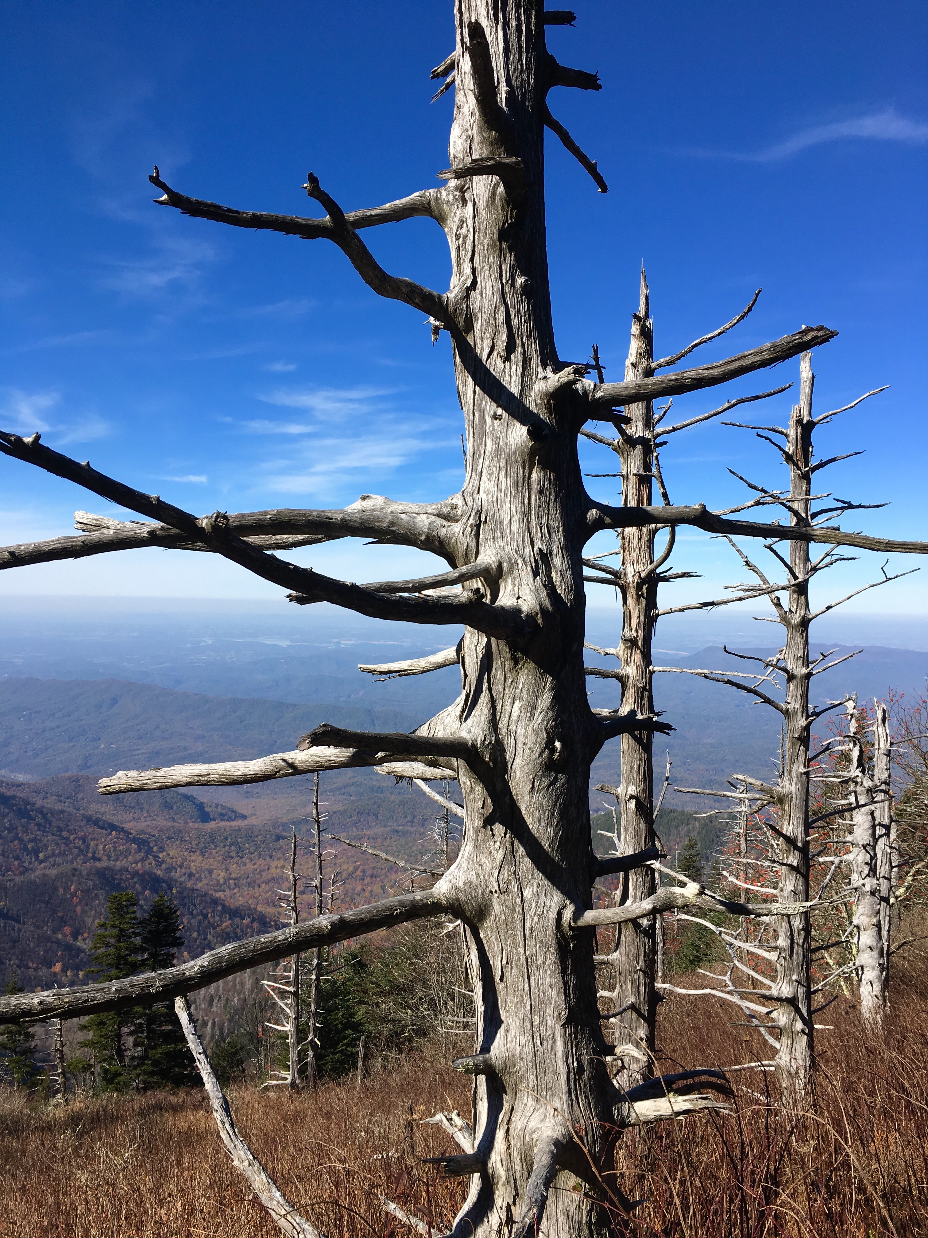 appalachian-trial-hemlock – sweetwilder