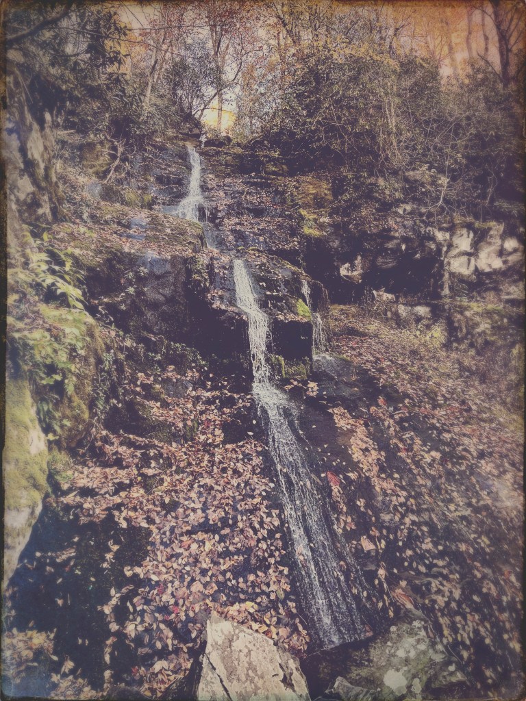 Gabes Mountain Trail, Maddron Bald Trail, Albright Grove Loop Trail ...